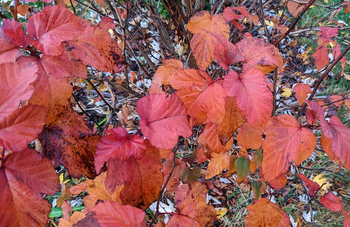 Photo of the Week: Eastern Ninebark in Brilliant Fall Color - Lireo Designs