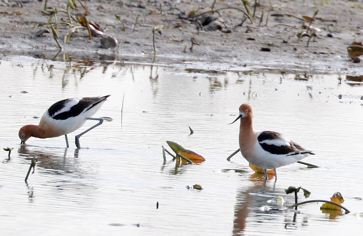 American Avocet Range