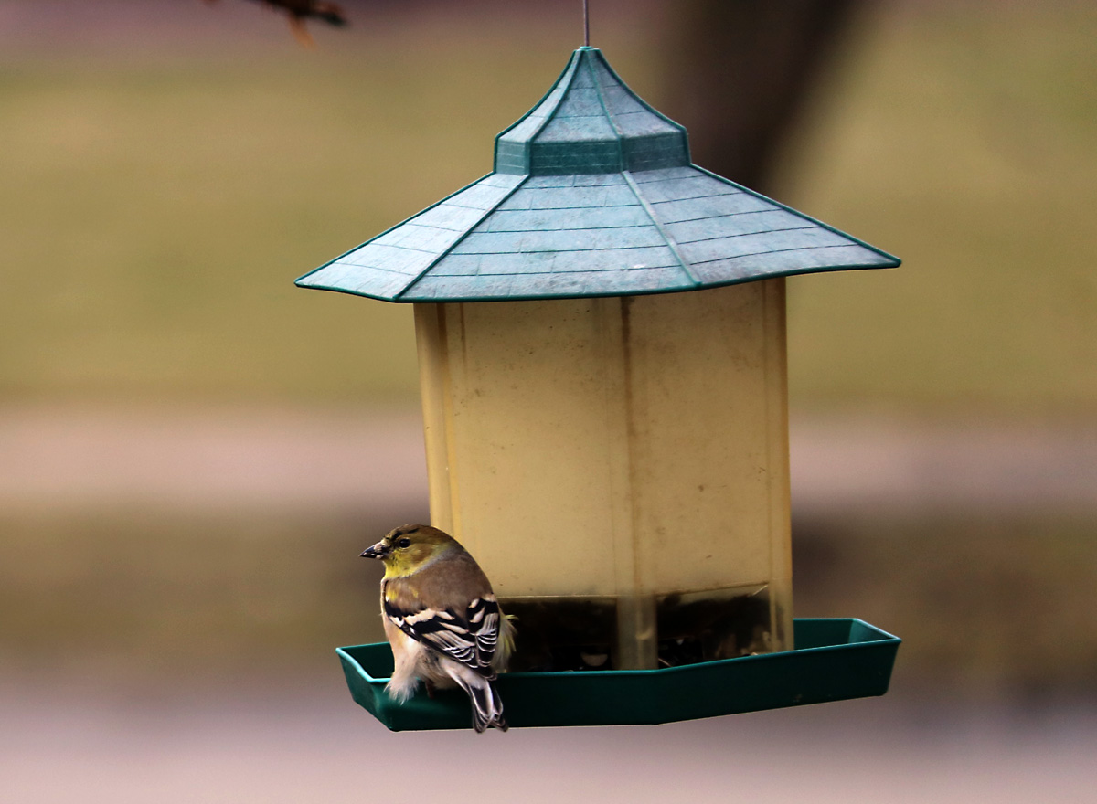 Photo of the Week: American Goldfinch Plumage Says Spring is Near ...