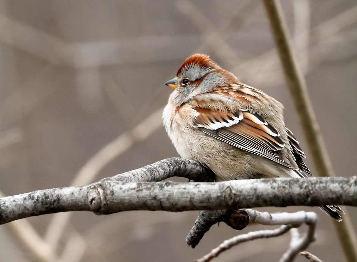 Photo of the Week: American Tree Sparrow, Our Winter Visitor - Lireo ...