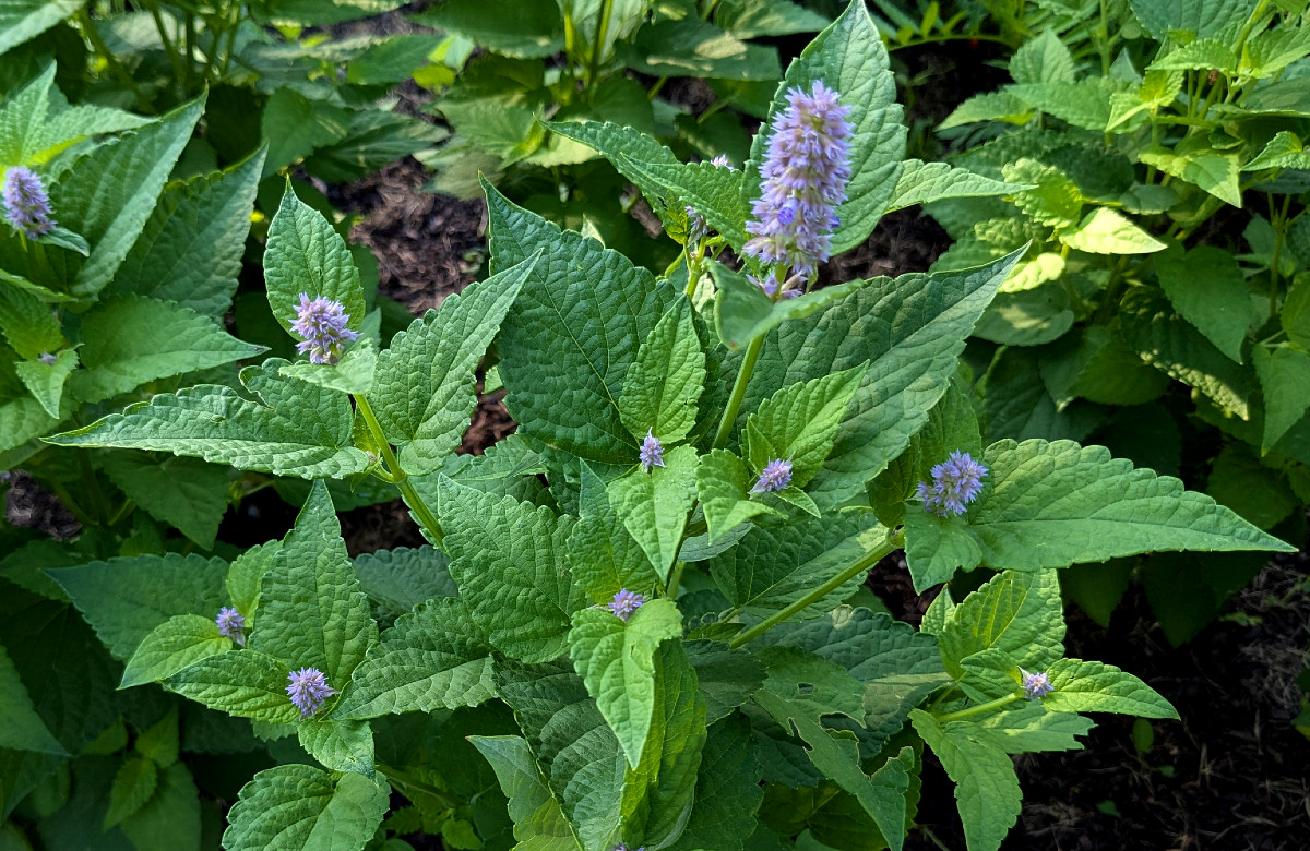 Spring 2026 Southeast Michigan Plant Swaps and Native Plant Sales ...