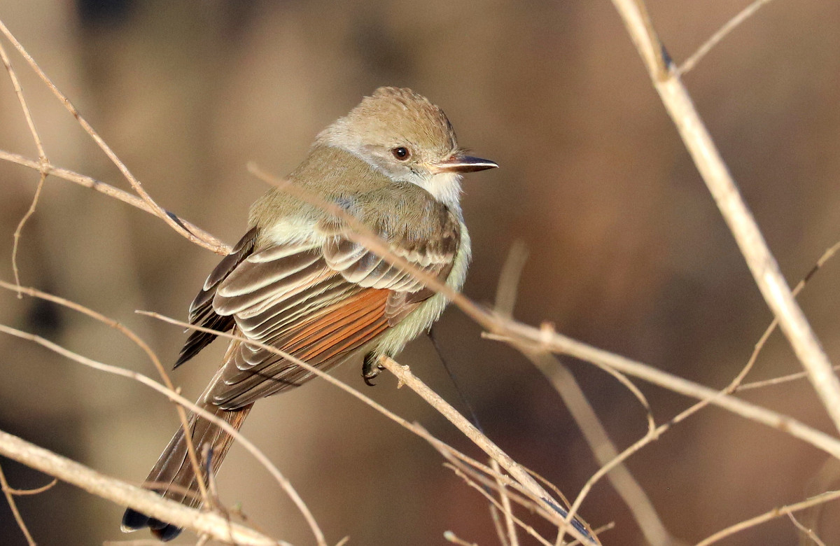 Photo of the Week: Ash-throated Flycatcher - Lireo Designs