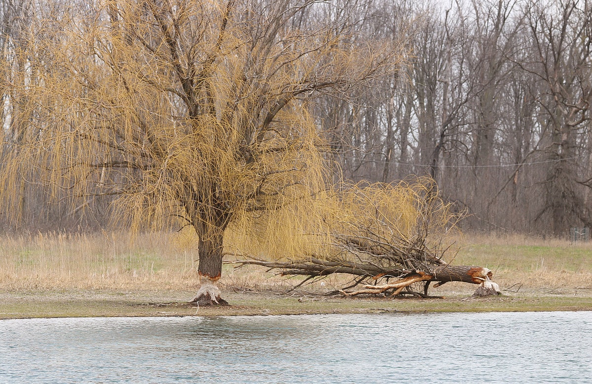 Photo of the Week: Beaver Damage at Belle Isle State Park - Lireo Designs