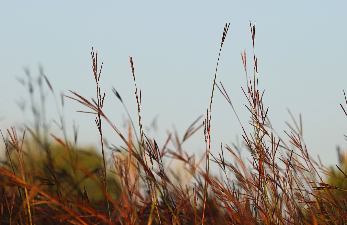 Photo of the Week: Big Bluestem - Lireo Designs