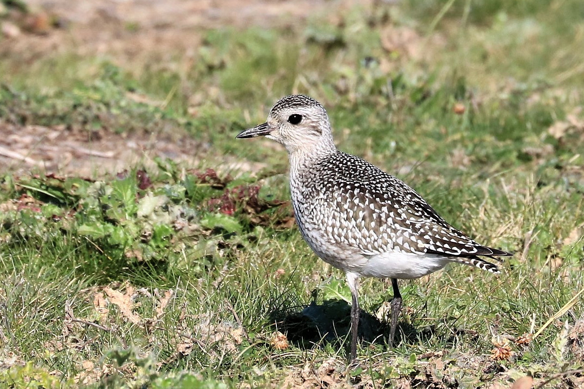 Photo of the Week: Black-bellied Plover at Howard Marsh - Lireo Designs