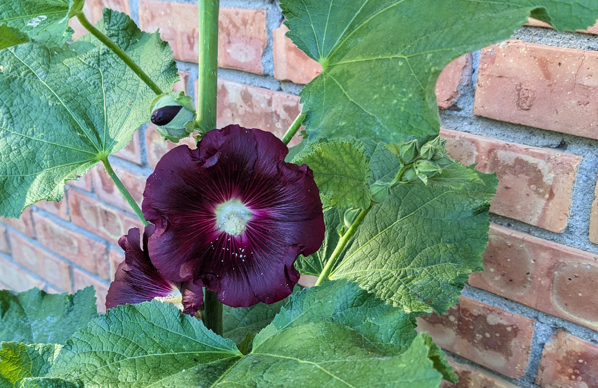 Photo of the Week: First Year My Hollyhock is Blooming - Lireo Designs