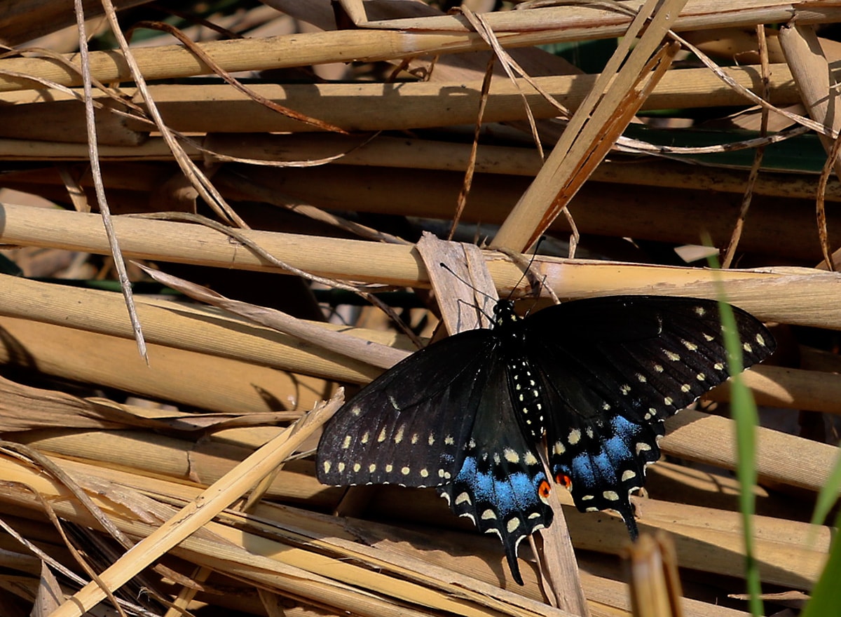 Photo of the Week: Black Swallowtail Butterfly - Lireo Designs