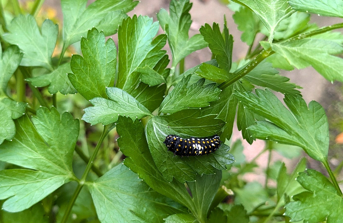 Photo of the Week: An Unexpected Fall Visitor - Lireo Designs
