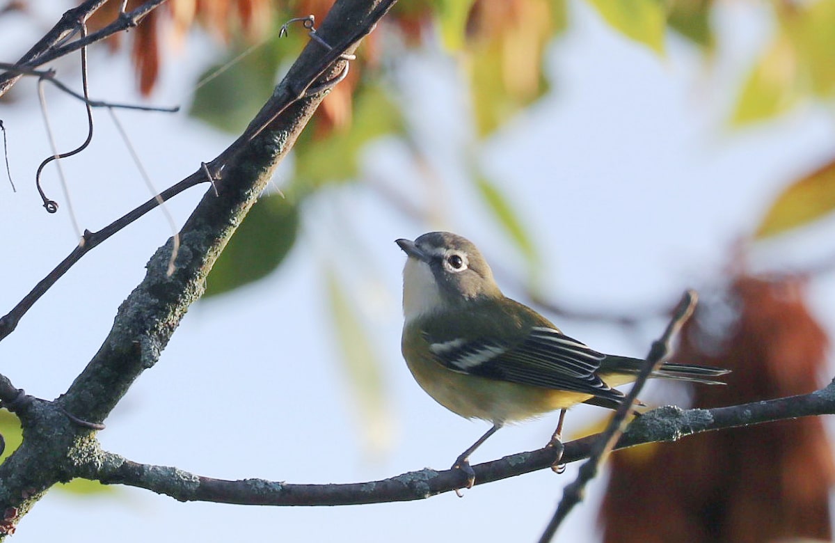 Photo of the Week: Blue-headed Vireo Migrating South - Lireo Designs