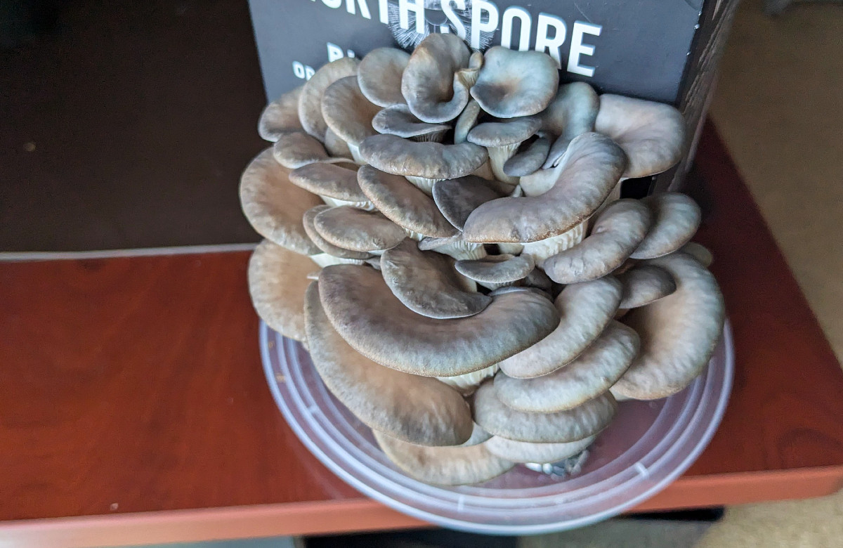Photo of the Week: Blue Oyster Mushrooms! - Lireo Designs