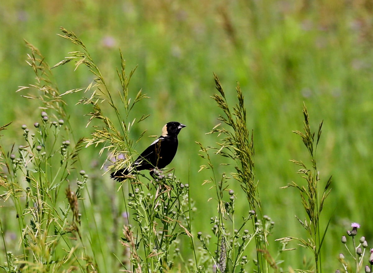 Bobolink Habitat
