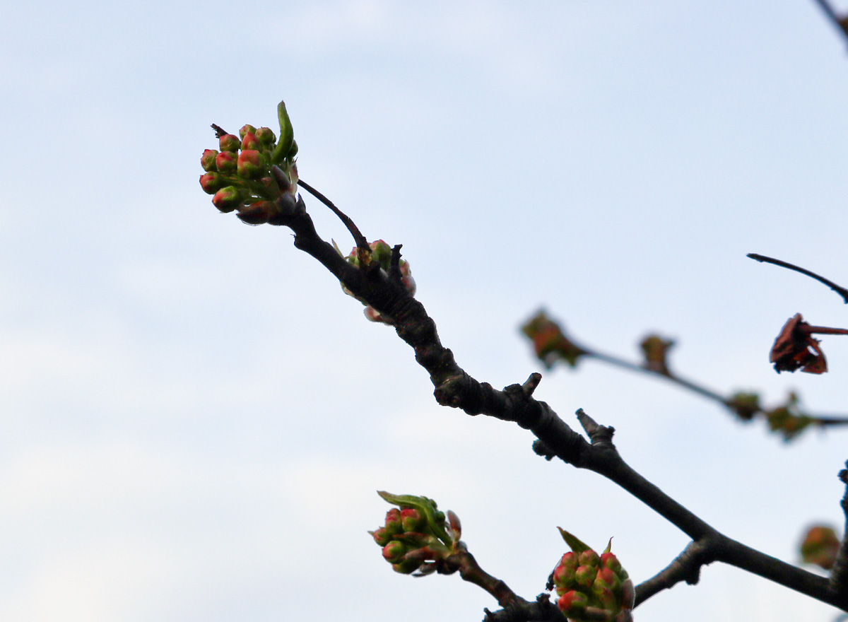 Photo of the Week: Spring is Here! Bradford Pear Buds - Lireo Designs