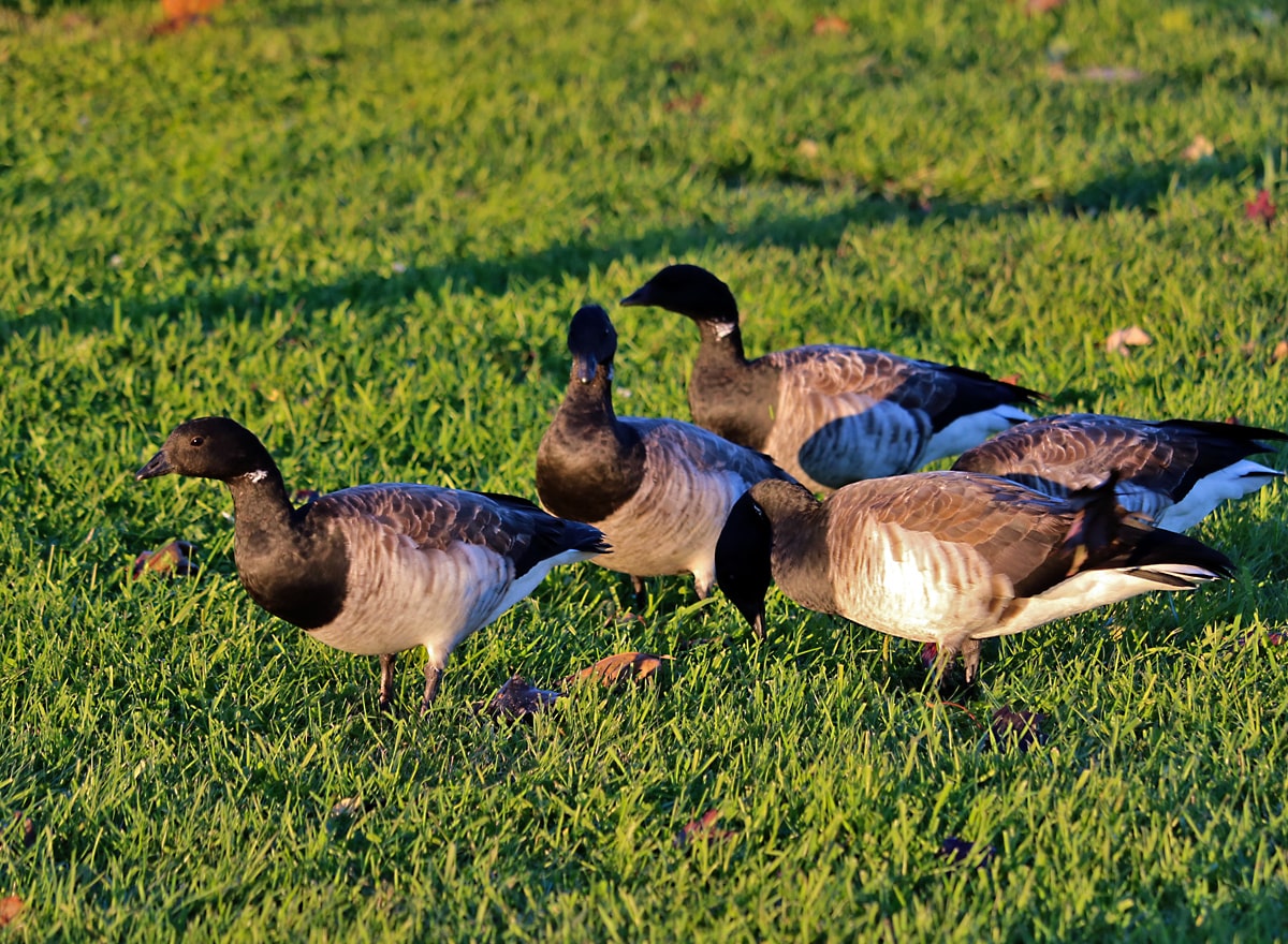 Photo of the Week: Brants in Marine City - Lireo Designs