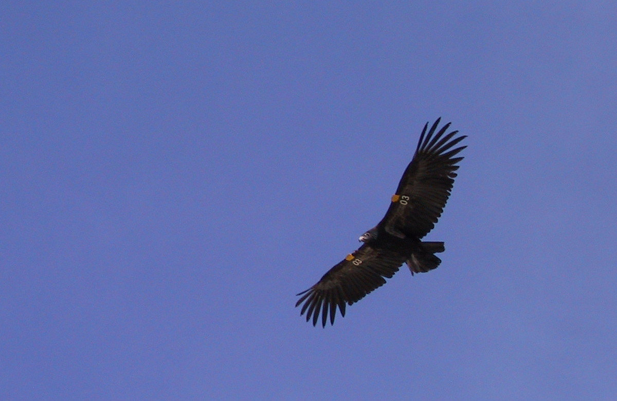 California Condor Returns to Oregon After 122 years - Lireo Designs
