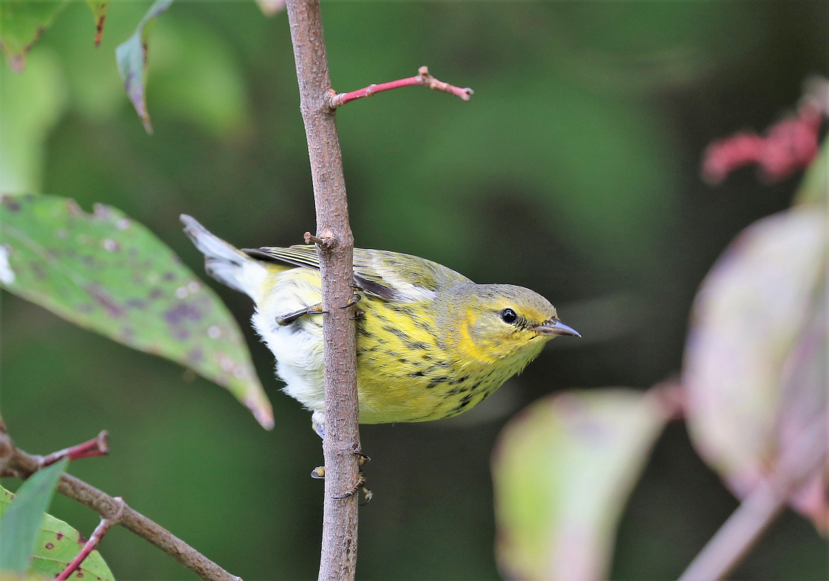 Photo of the Week: Cape May Warbler in Fall Plumage - Lireo Designs