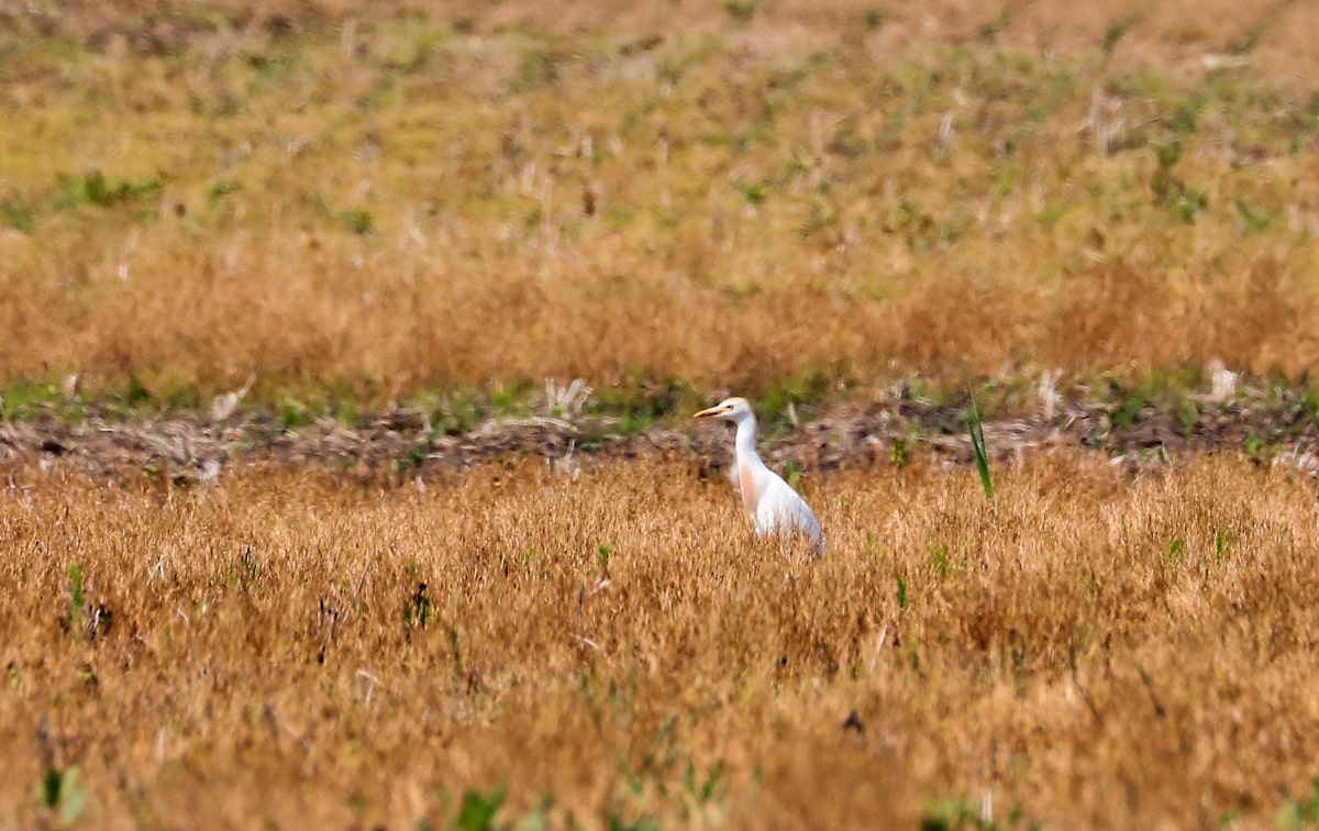 Photo of the Week: Cattle Egret in Michigan - Lireo Designs