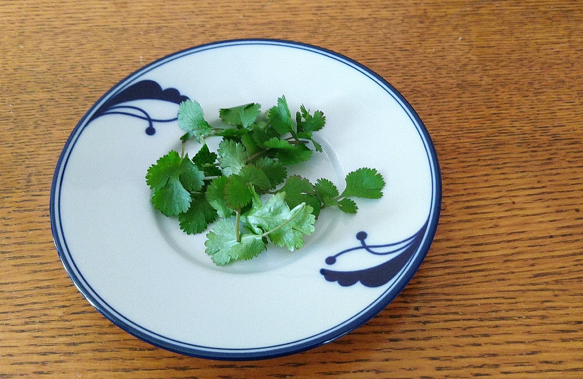 Photo of the Week: Cilantro from the Garden, in Michigan in December ...