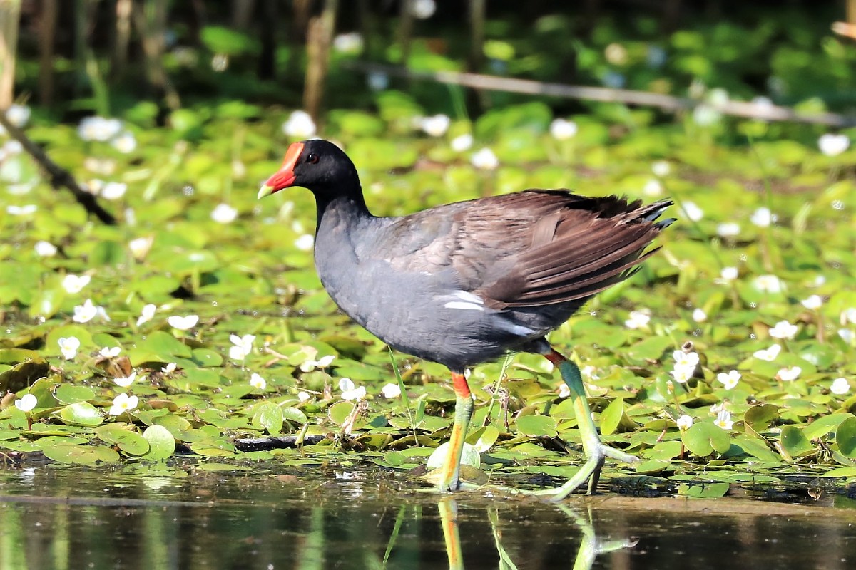 Photo of the Week: Common Gallinule - Lireo Designs