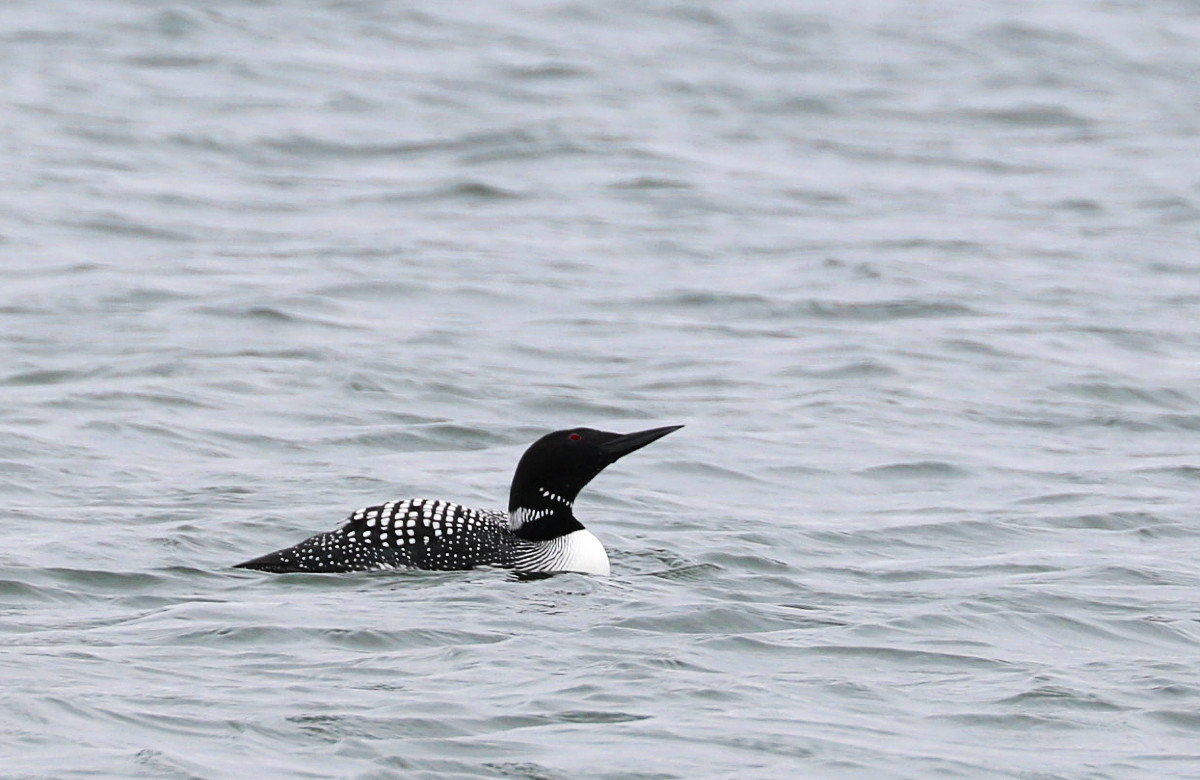 Photo of the Week: A Day for Loons - Lireo Designs