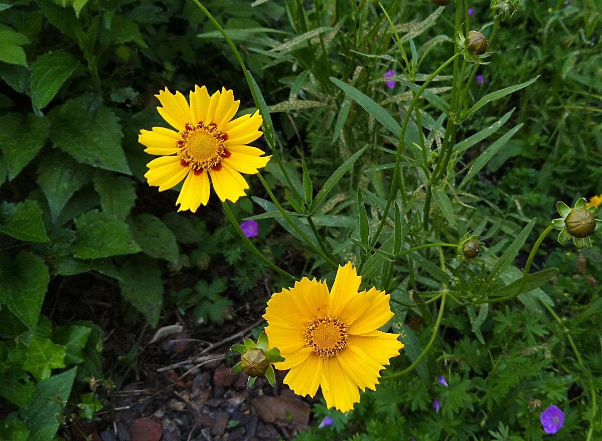 Photo of the Week: My Garden Today, Coreopsis in Bloom - Lireo Designs