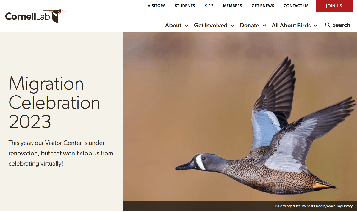 Get Answers to Your Bird Migration Questions - Lireo Designs