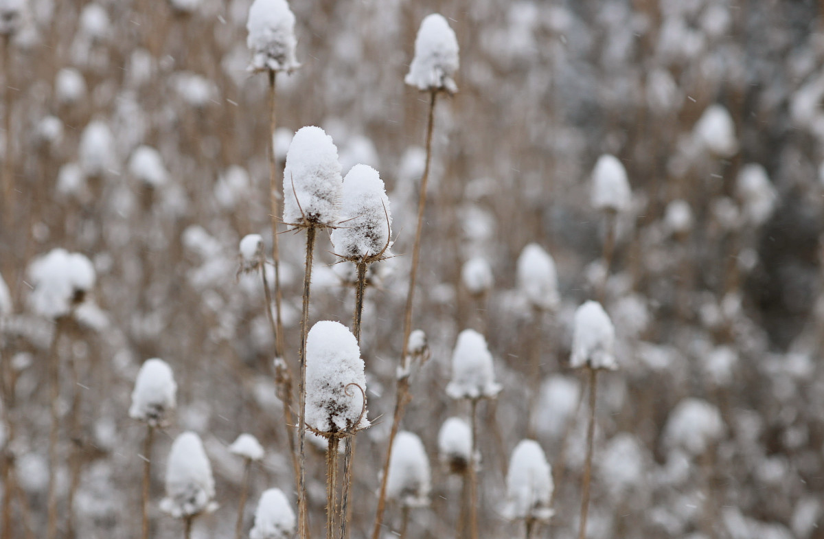 Photo of the Week: Snow-covered Teasel - Lireo Designs
