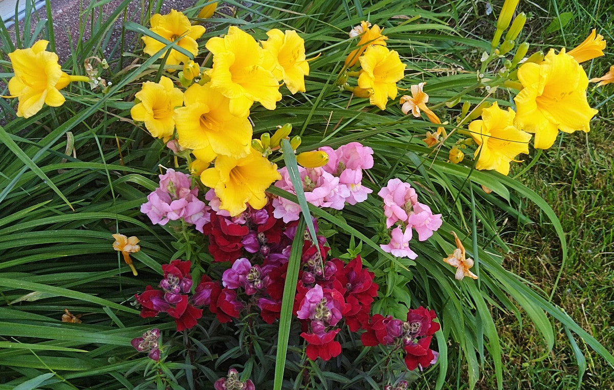 Photo of the Week: Bright Garden Flowers in Bloom - Lireo Designs