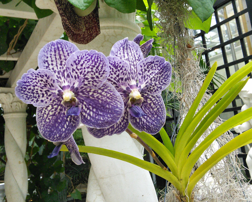 Photo of the Week: Frederik Meijer Gardens and Sculpture Park - Lireo ...
