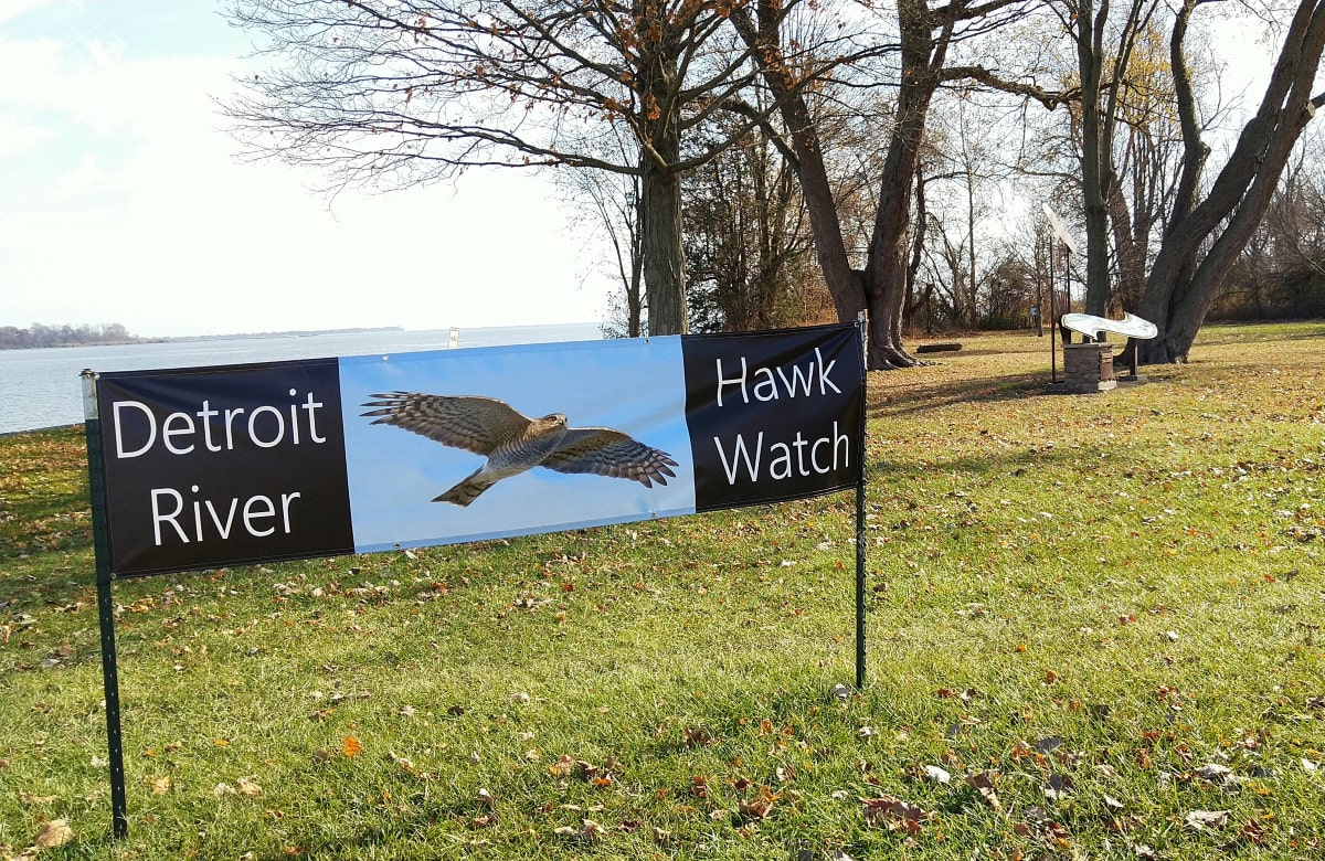 Photo of the Week: Detroit River Hawk Watch - Lireo Designs