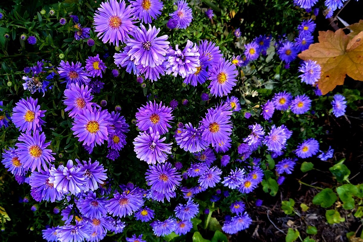 Photo of the Week: Purple Dragon Hybrid Aster - Lireo Designs