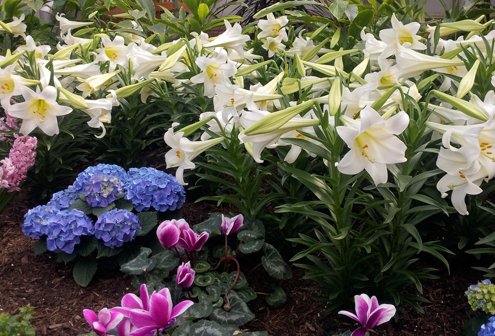 Photo of the Week: Easter Flowers at Anna Scripps Whitcomb Conservatory ...