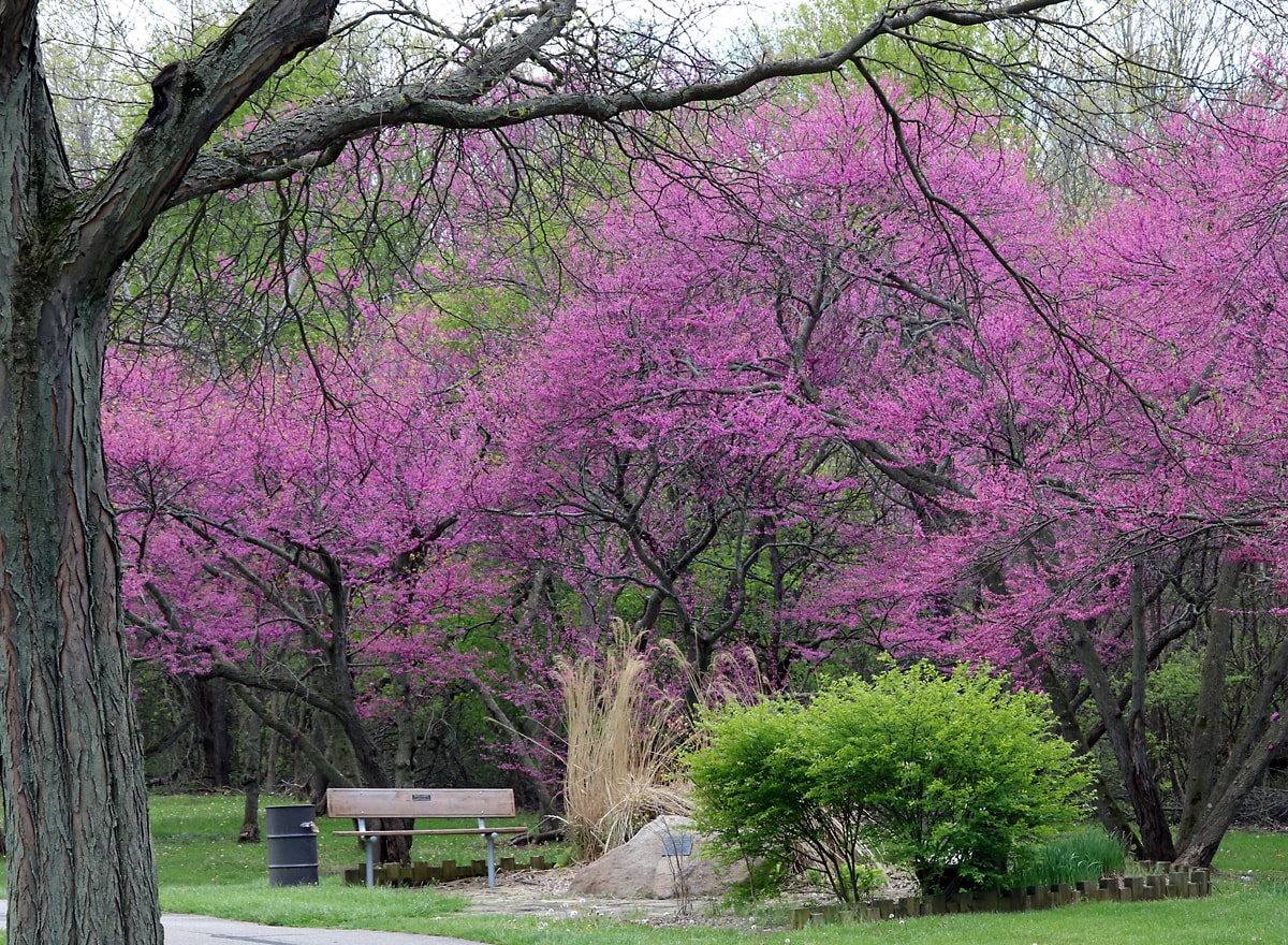 Photo of the Week: Eastern Redbud at Lower Huron Metropark - Lireo Designs