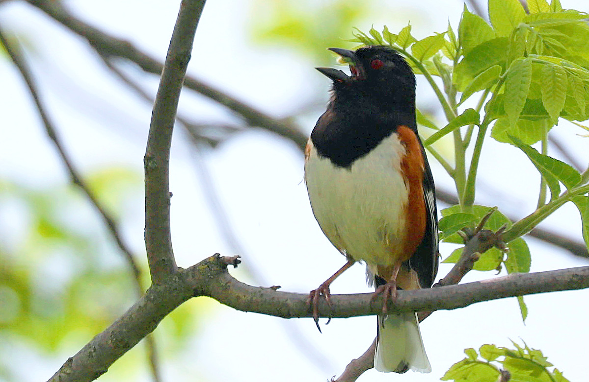 Photo of the Week: Eastern Towhee - Lireo Designs