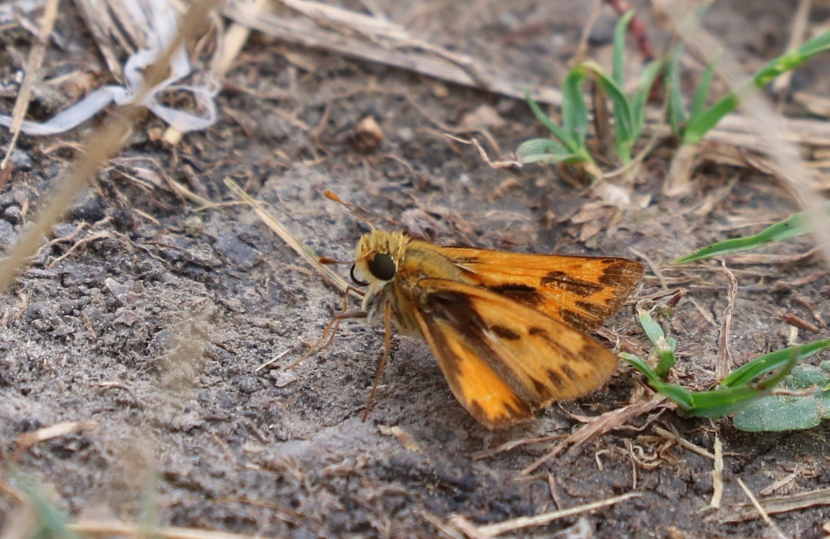 Photo of the Week: Fiery Skipper Butterfly - Lireo Designs