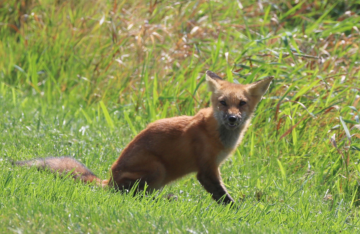 Photo of the Week: Unexpected Fox - Lireo Designs