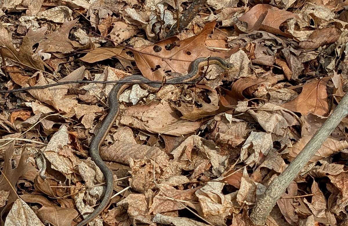 Photo of the Week: Garter Snake - Lireo Designs