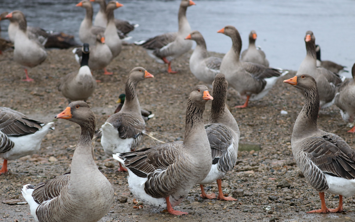 Photo of the Week: Graylag Goose - Lireo Designs