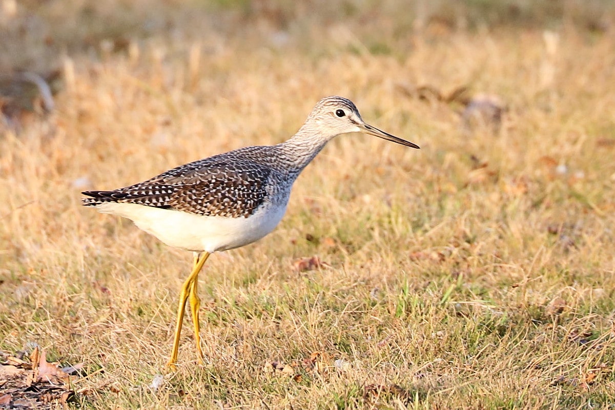 Photo of the Week: Greater Yellowlegs in Late Autumn - Lireo Designs