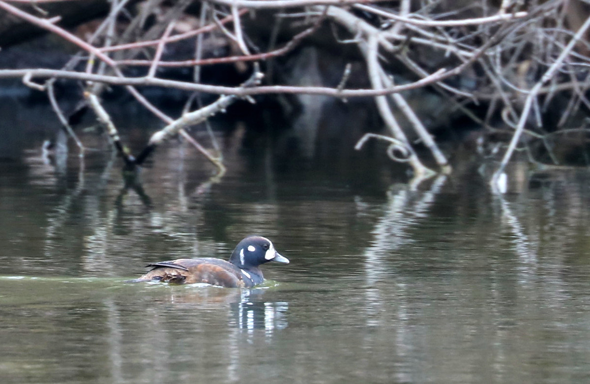 Photo of the Week: Harlequin Duck - Lireo Designs