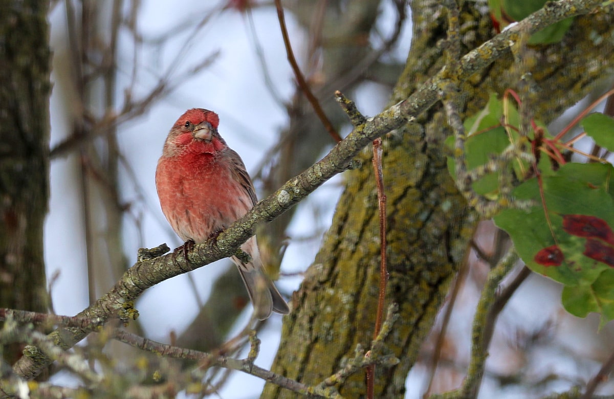 Photo of the Week: House Finch, Year-Round Resident - Lireo Designs