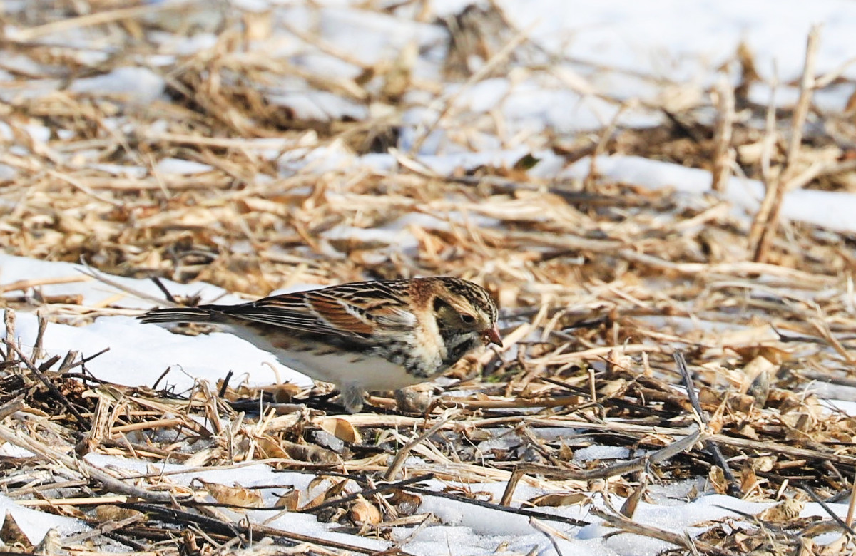 Photo of the Week: Lapland Longspur, Winter Visitor - Lireo Designs