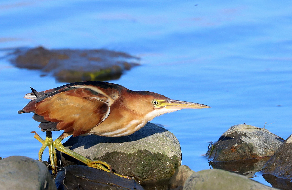 Photo of the Week: Least Bittern - Lireo Designs