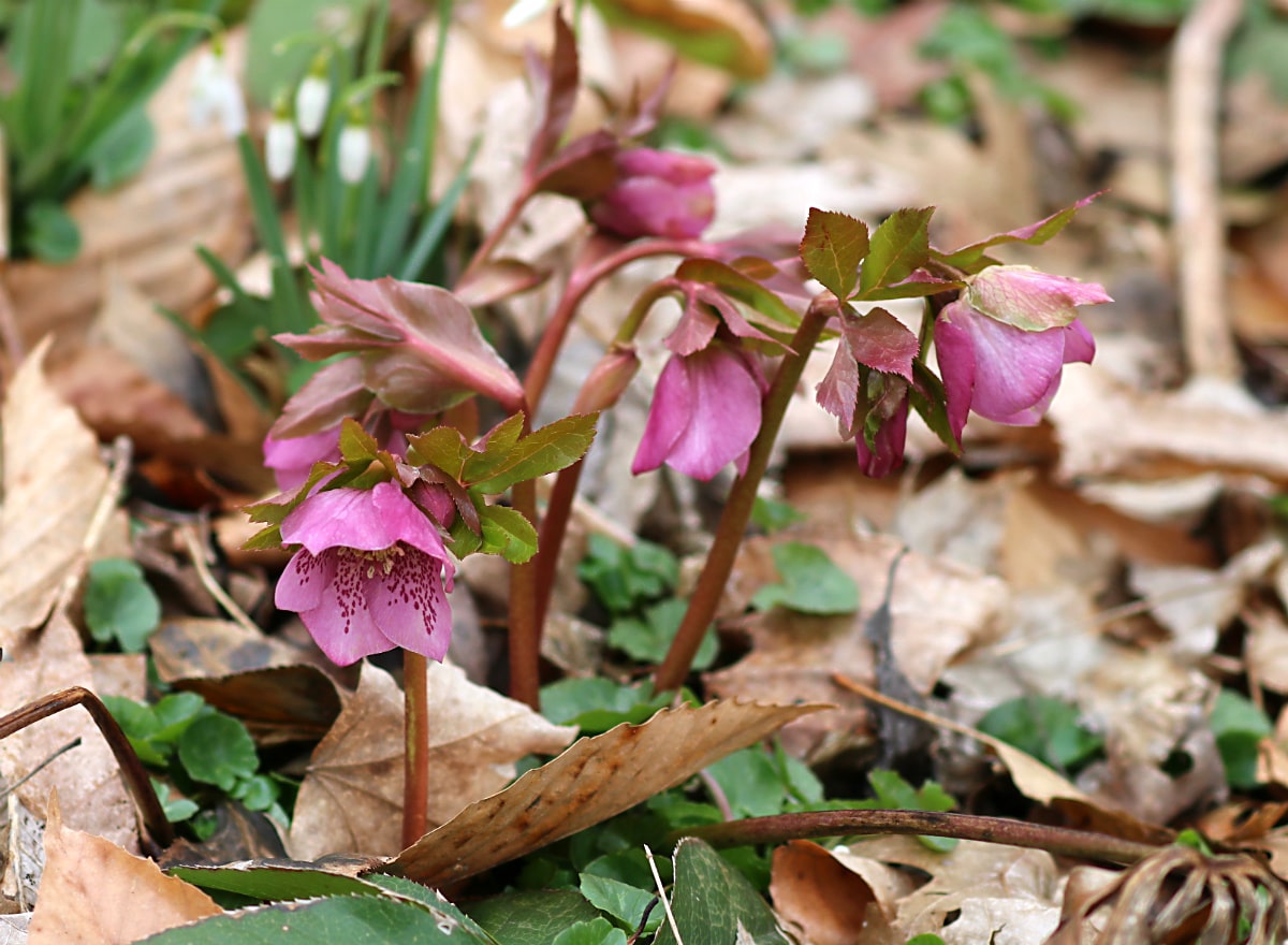 Photo of the Week: Signs of Spring - Lireo Designs