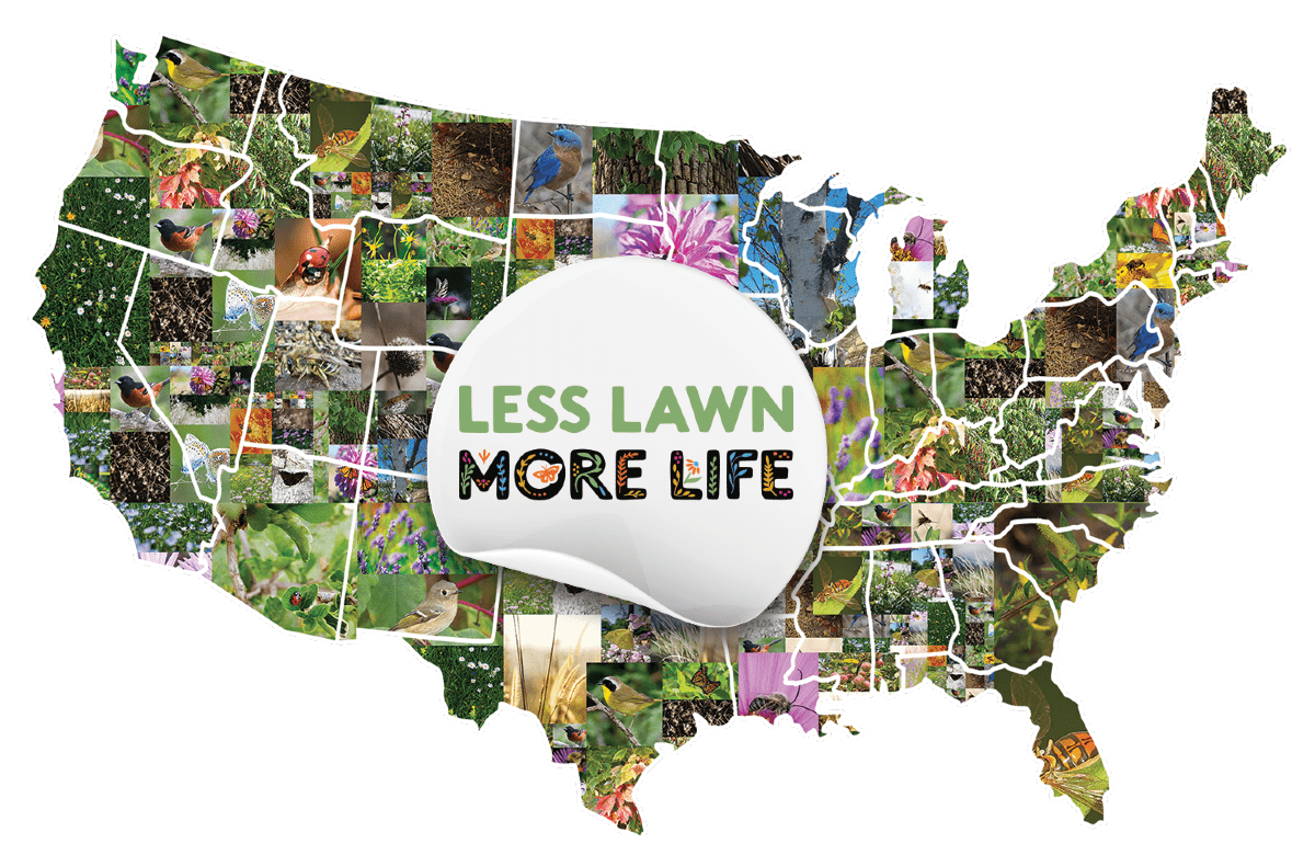 Less Lawn, More Life 2025 - Lireo Designs