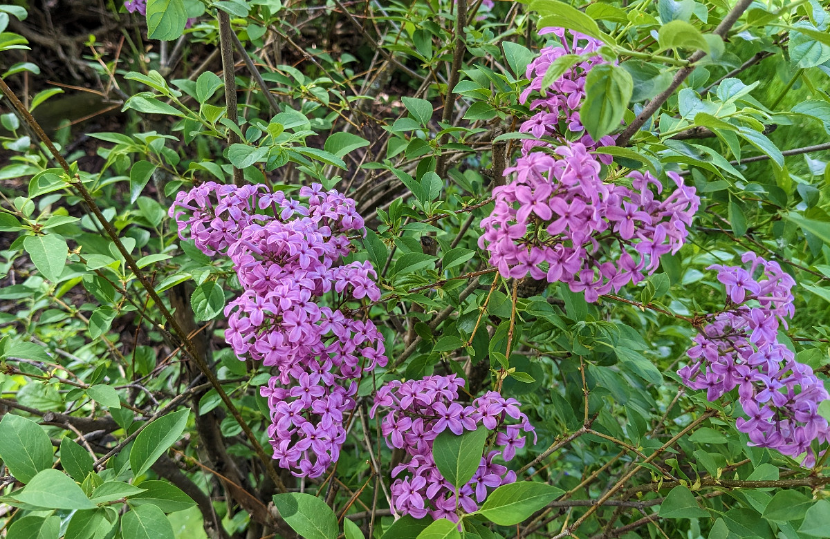 Photo of the Week: Fragrant Smell of Lilacs - Lireo Designs