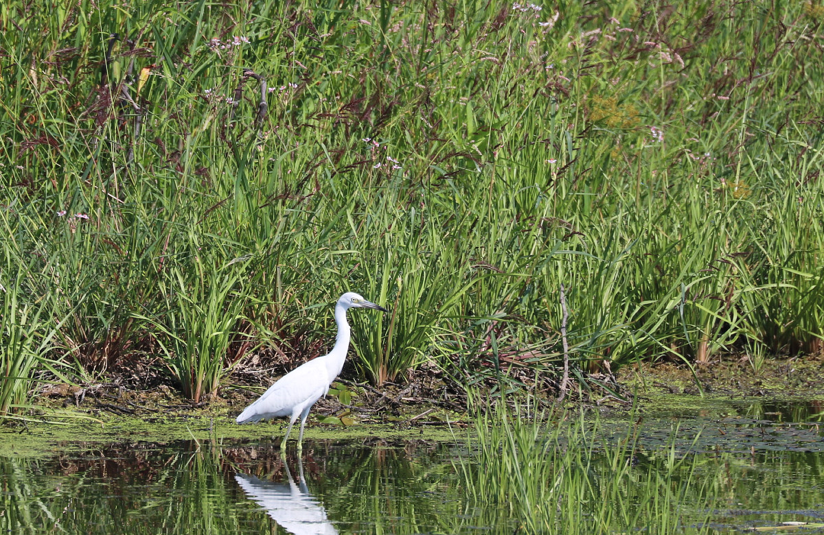 Photo of the Week: Little Blue Heron - Lireo Designs