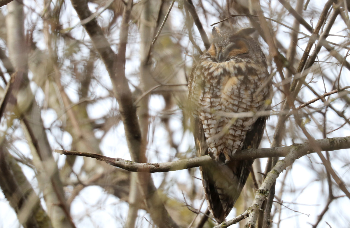 Photo of the Week: Long-eared Owl - Lireo Designs