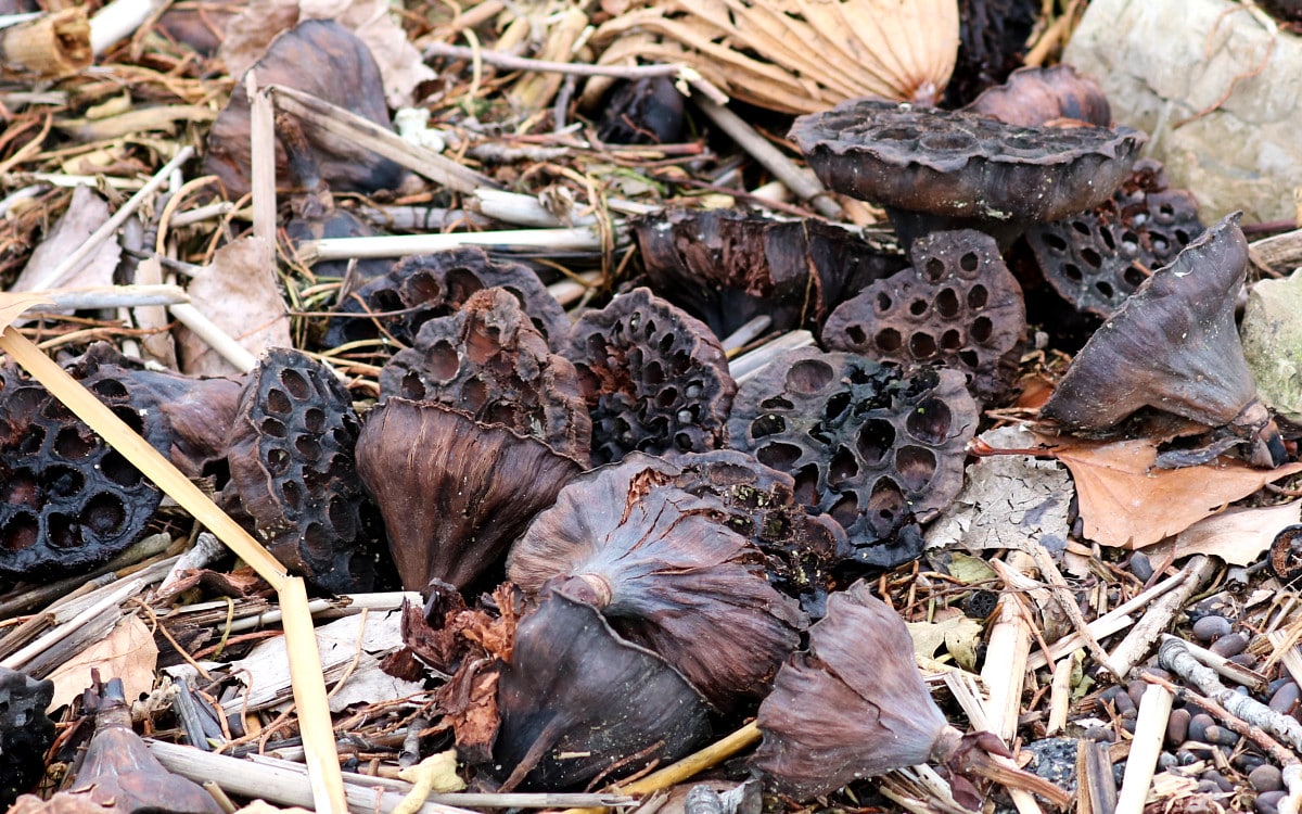 Photo of the Week: Lotus Pods at Sterling State Park - Lireo Designs