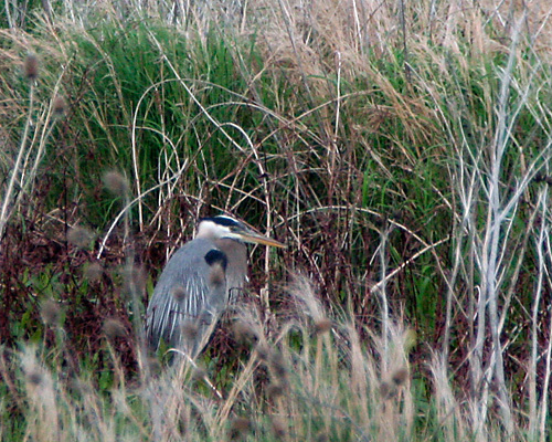 The Biggest Week: Birdwatching at Magee Marsh - Lireo Designs
