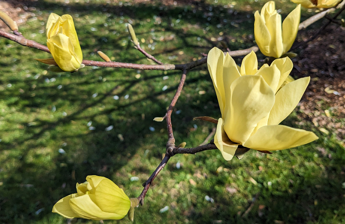 Photo of the Week: Magnolias in Bloom at Nichols Arboretum - Lireo Designs